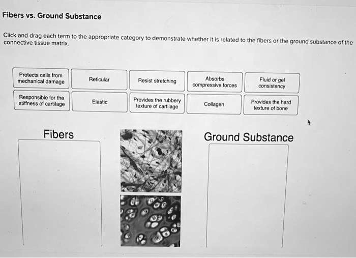 SOLVED: Fibers vs. Ground Substance: Connective Tissue Matrix Click and ...