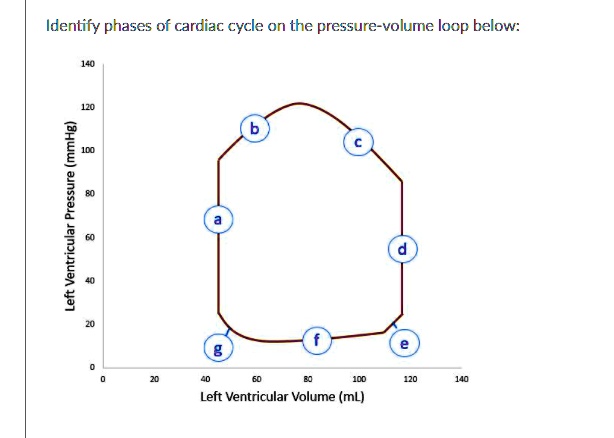 SOLVED: From this list, identify phases of the Cardiac Cycle on the ...