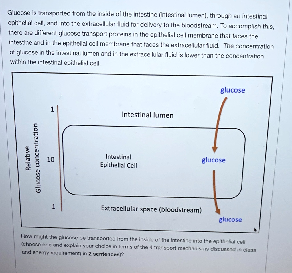 SOLVED: 'Glucose is transported from the inside of the intestine ...