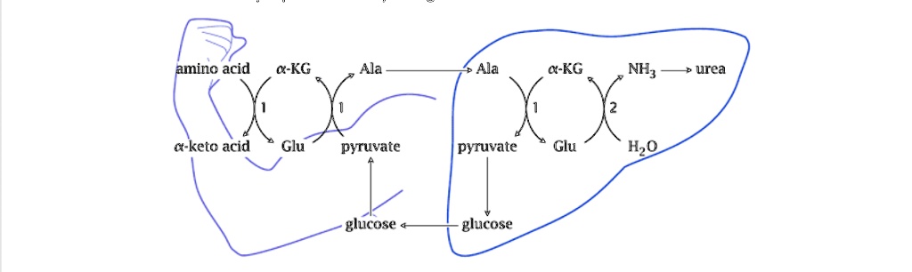 SOLVED: Use the figure as a starting point, draw the main metabolic ...