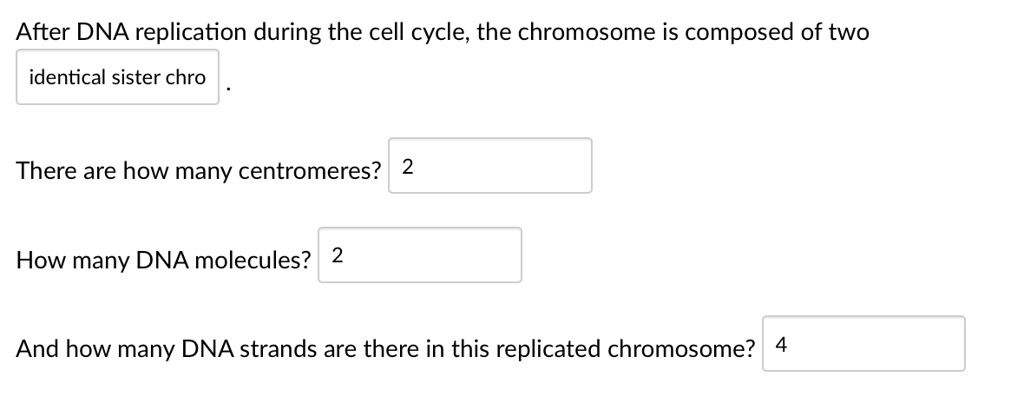 After DNA replication during the cell cycle, the chromosome is composed ...