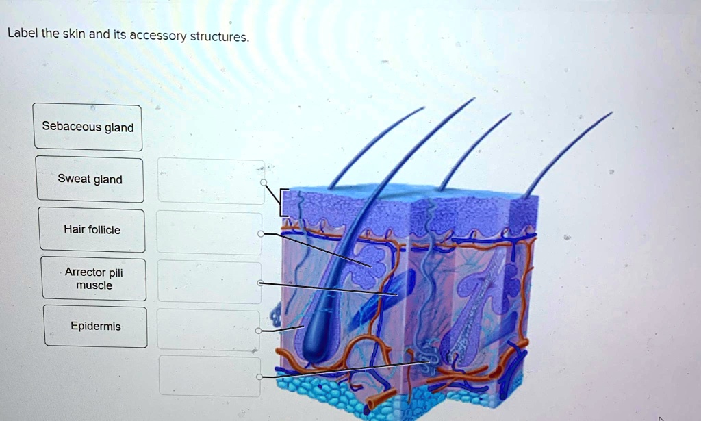 Label the skin and its accessory structures. Sebaceous gland Sweat ...