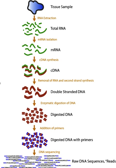 SOLVED: Tissue Sample RNA Extraction Total RNA mRNA isolation mRNA cDNA ...