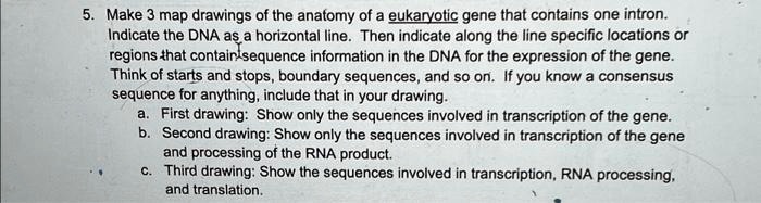 5. Make 3 map drawings of the anatomy of a eukaryotic gene that ...