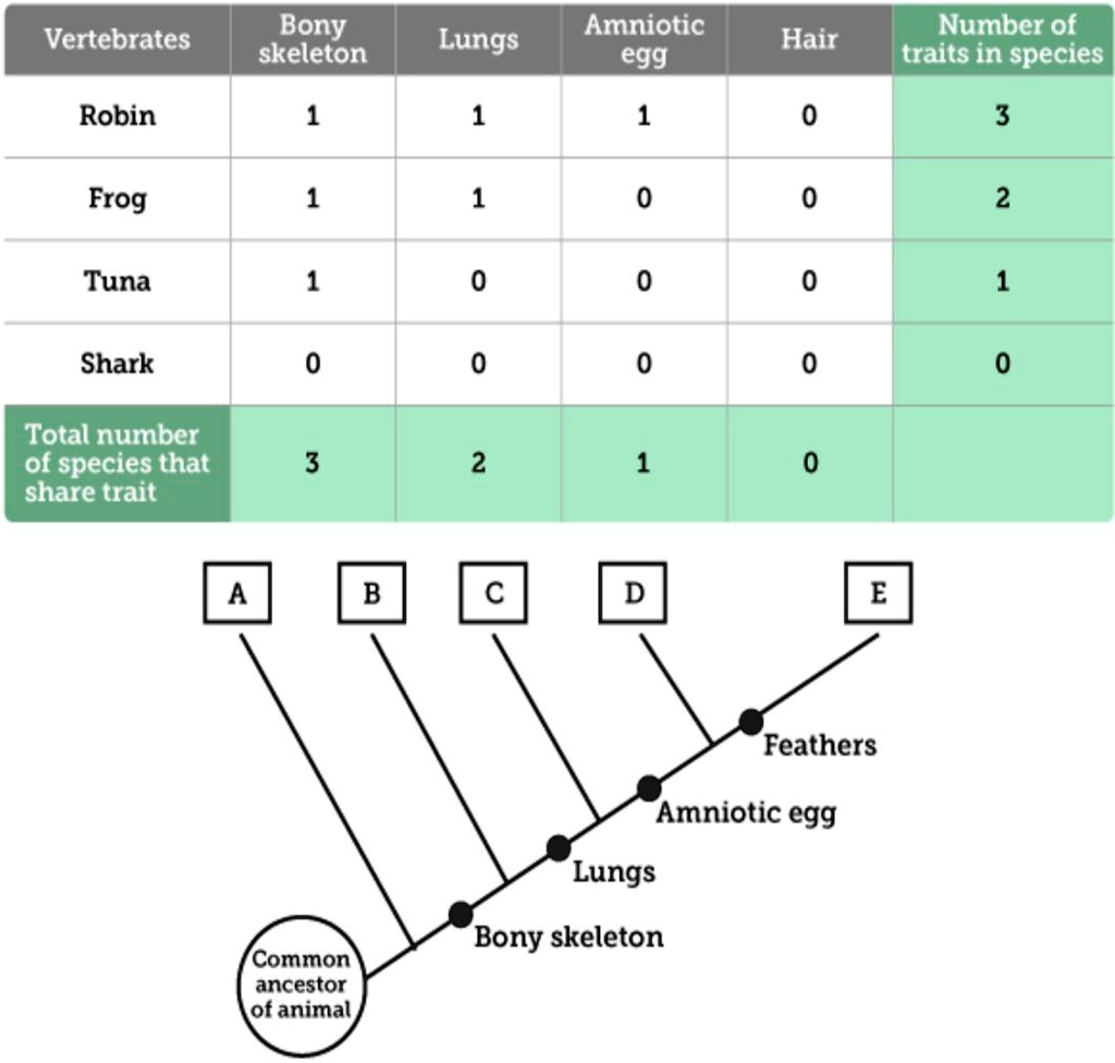 SOLVED: This table lists traits of four types of vertebrates. Each ...