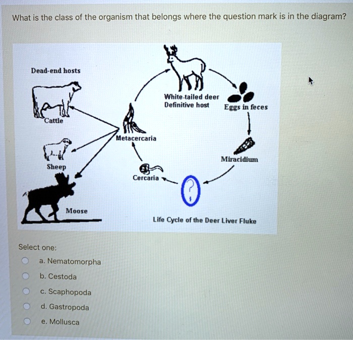 SOLVED: What is the class of the organism that belongs where the ...