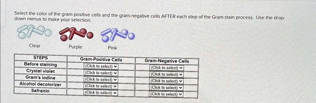 Select the color of the gram-positive cells and the gram-negative cells ...
