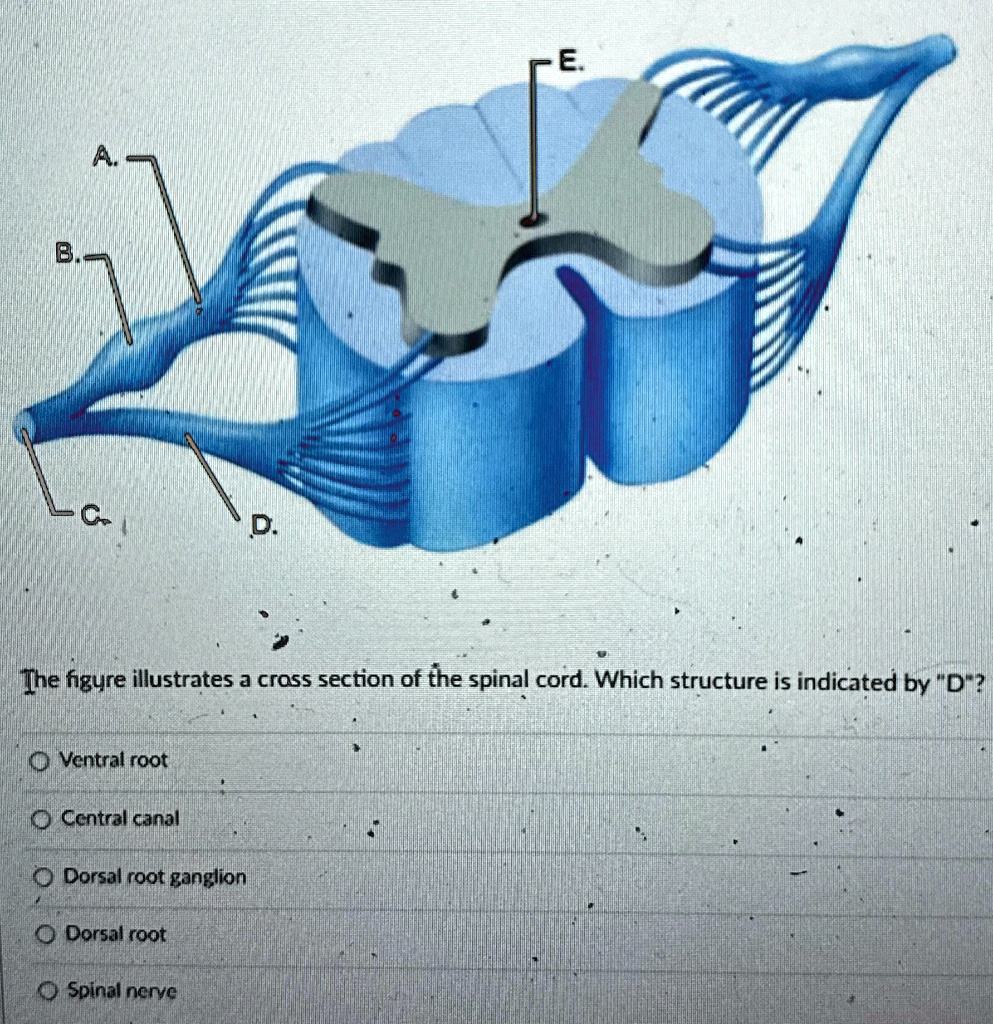b a c d e the figure illustrates a cross section of the spinal cord ...