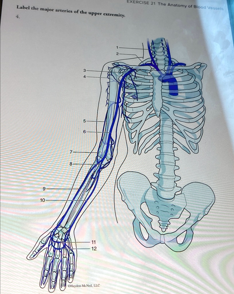 Label the major arteries of the upper extremity. 4. EXERCISE 21: The Anatomy of Blood Vessels ...