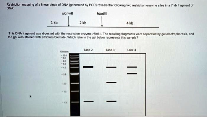 SOLVED: Which lane in the gel below represents the sample? Restriction mapping of a linear piece ...