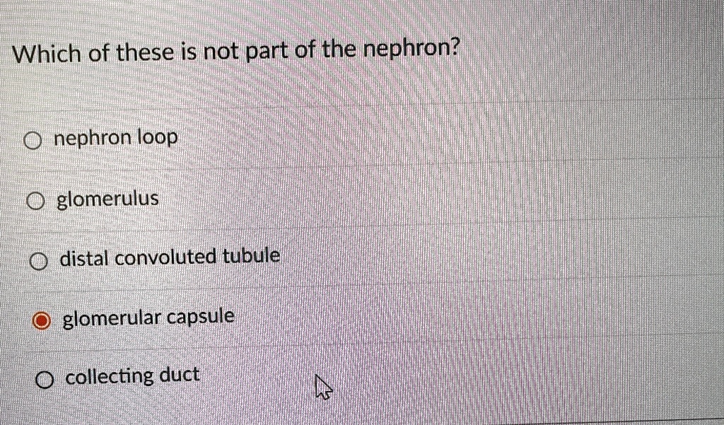 which of these is not part of the nephron nephron loop glomerulus ...
