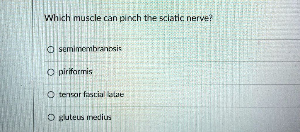 which muscle can pinch the sciatic nerve semimembranosis piriformis ...