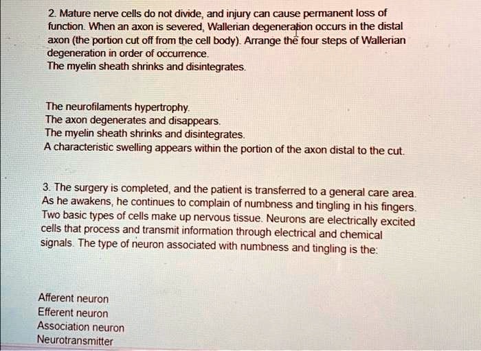 2. Mature nerve cells do not divide, and injury can cause permanent ...
