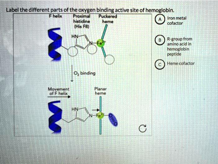 Label the different parts of the oxygen binding active site of ...