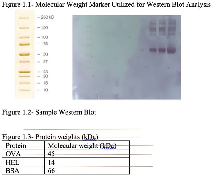 Figure 1.1- Molecular Weight Marker Utilized for Western Blot Analysis ...