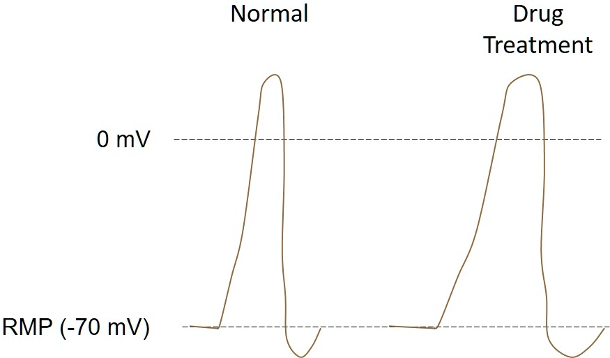 SOLVED: The figure below shows a normal action potential recording from ...
