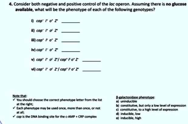 SOLVED: Consider both negative and positive control of the lac operon ...