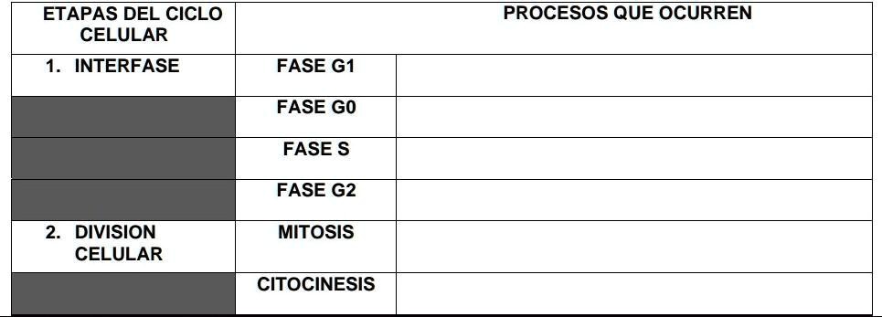 SOLVED: ayuda por favor lo necesito para hoy ETAPAS DEL CICLO CELULAR ...
