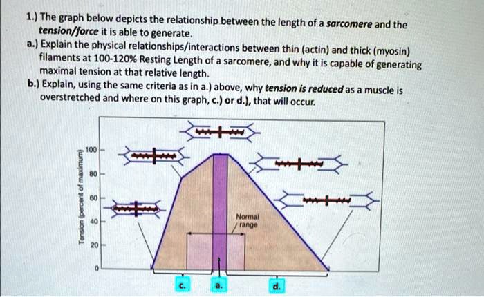 SOLVED: The graph below depicts the relationship between the length of ...