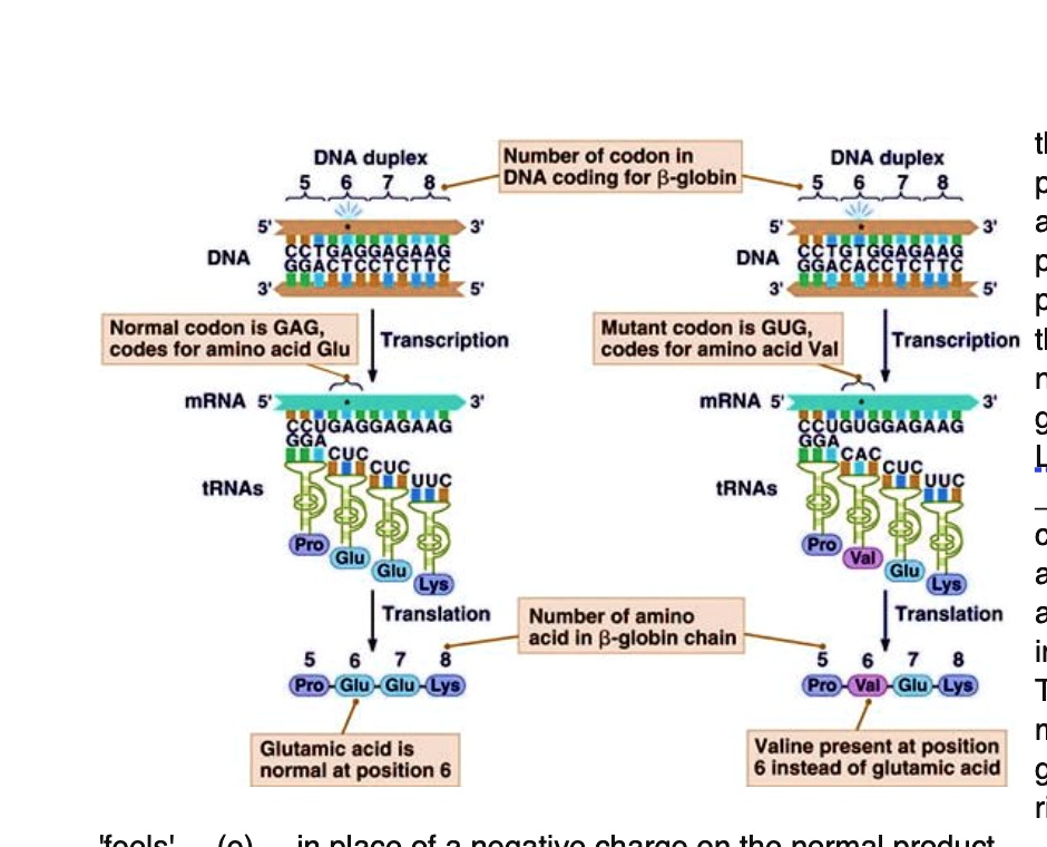 DNA duplex 5 6 7 8 Number of codon in DNA coding for β-globin DNA ...