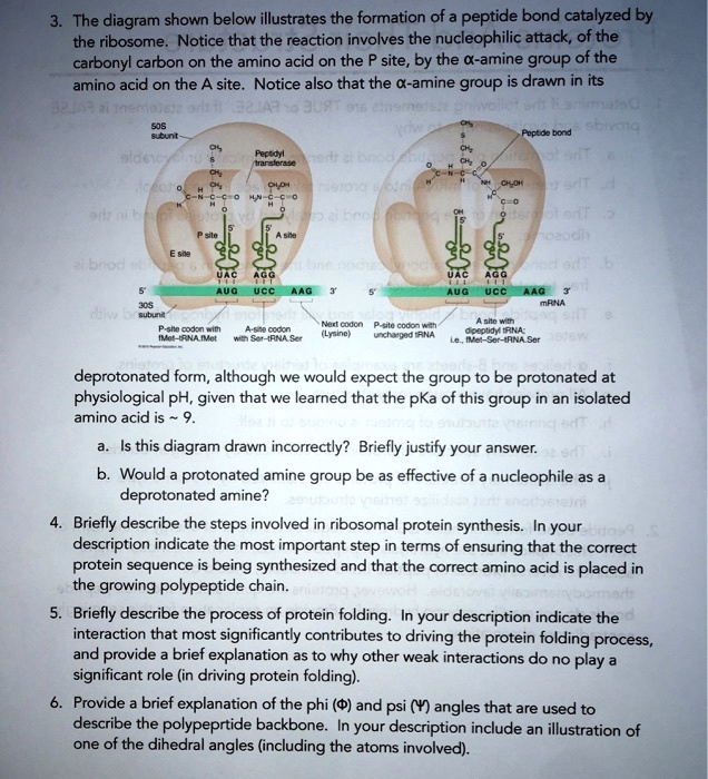 the diagram shown below illustrates the formation of peptide bond ...