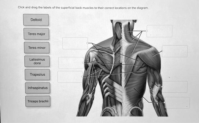SOLVED: Click and drag the labels of the superficial back muscles to ...