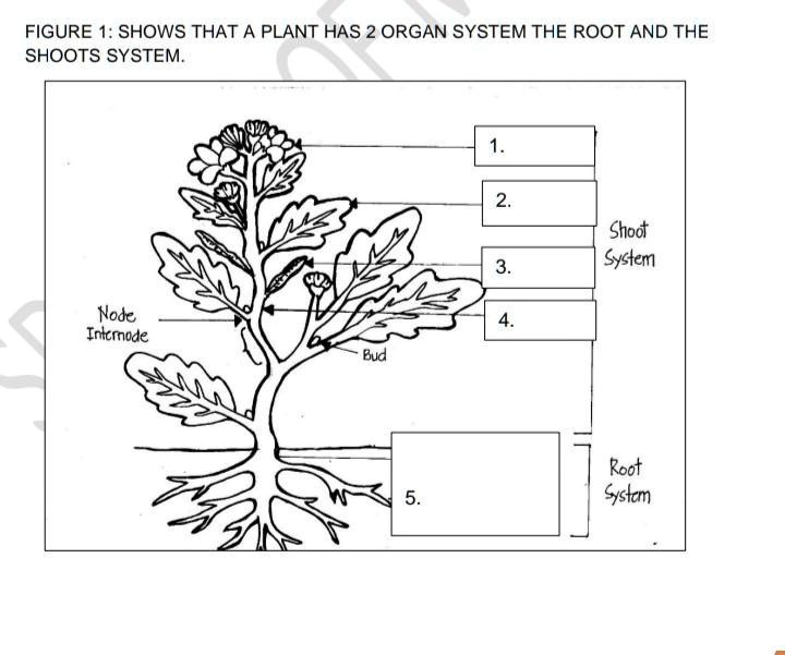 FIGURE 1: SHOWS THAT A PLANT HAS 2 ORGAN SYSTEM THE ROOT AND THE SHOOTS ...