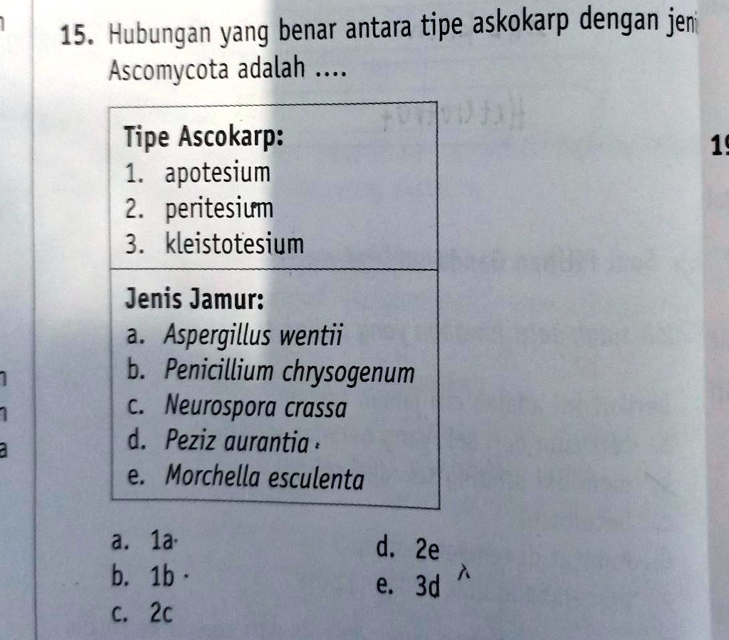 bantuinnn donggg yoykyoyok 15 hubungan yang benar antara tipe askokarp ...