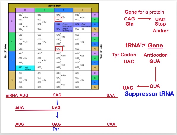 SOLVED: Gene for a protein CAG UAG Gln Stop Amber tRNA Tyr Gene Tyr ...