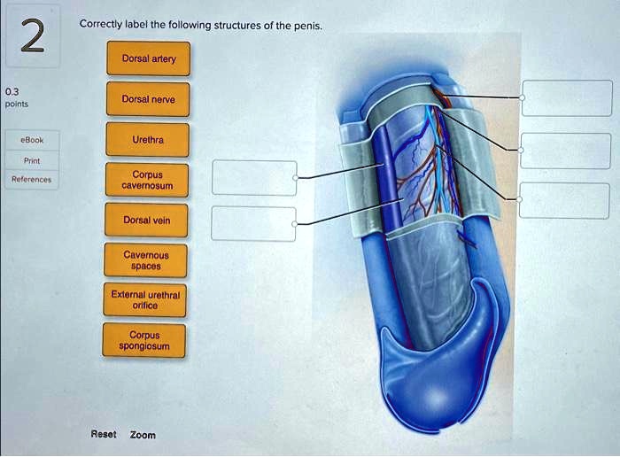 SOLVED: Correctly label the following structures of the penis: 1 ... SOLVED: Correctly label the following structures of the penis: 1 ...