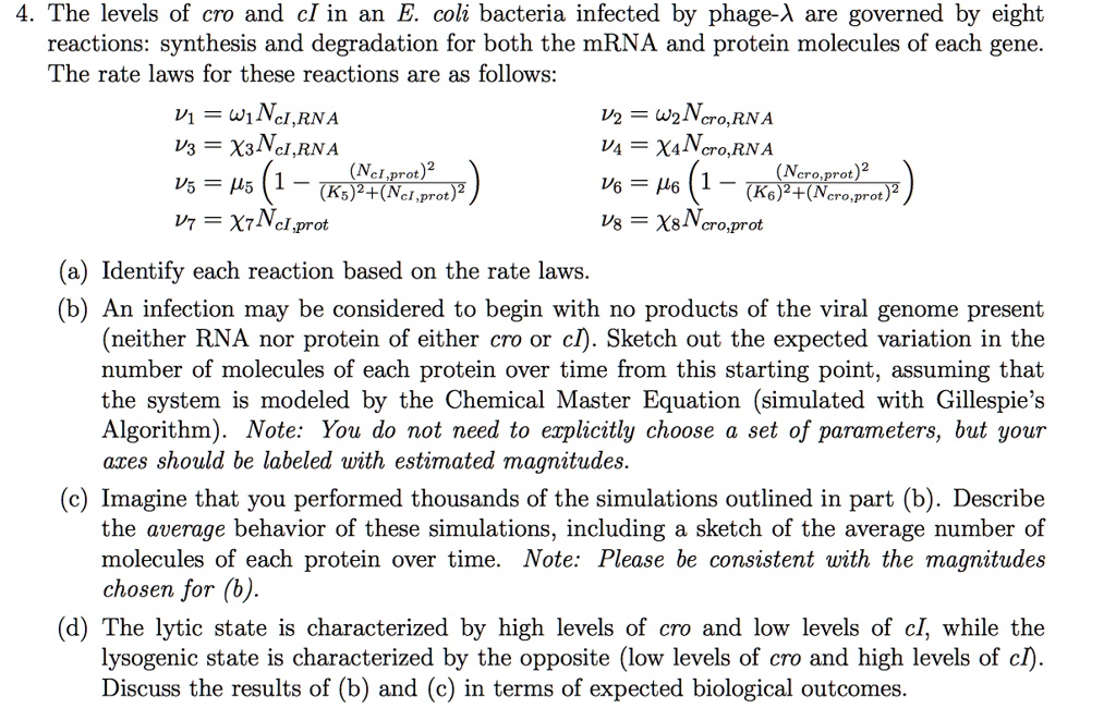 4. The levels of cro and cl in an E. coli bacteria infected by phage ...