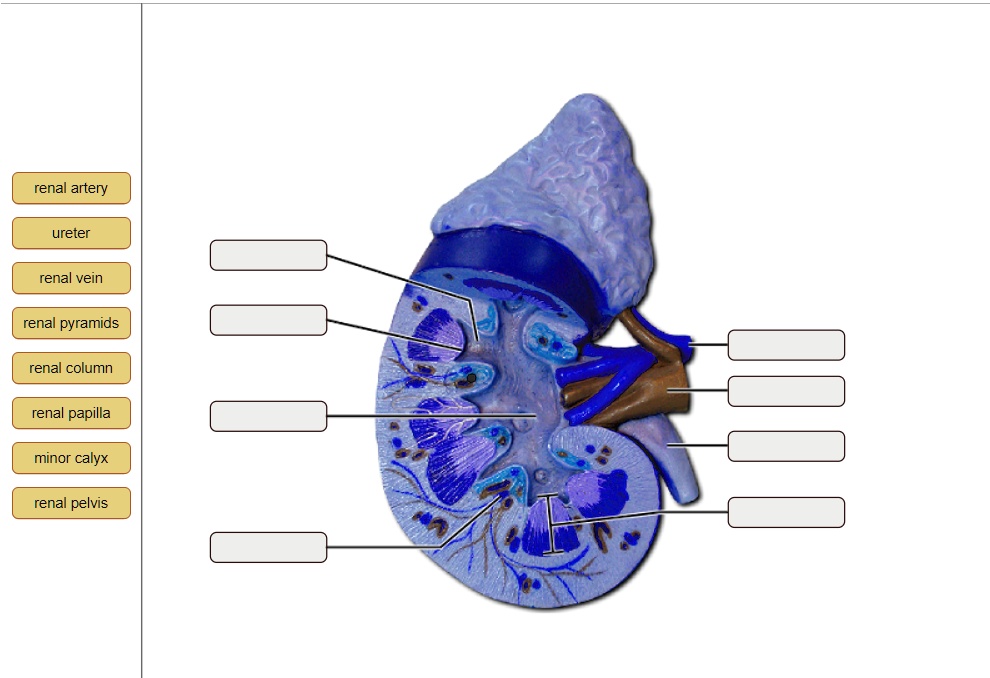 renal artery ureter renal vein renal pyramids renal column renal ...