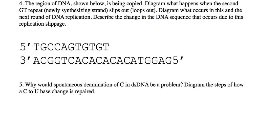 SOLVED: Genetics Help 4. The region of DNA, shown below, is being ...