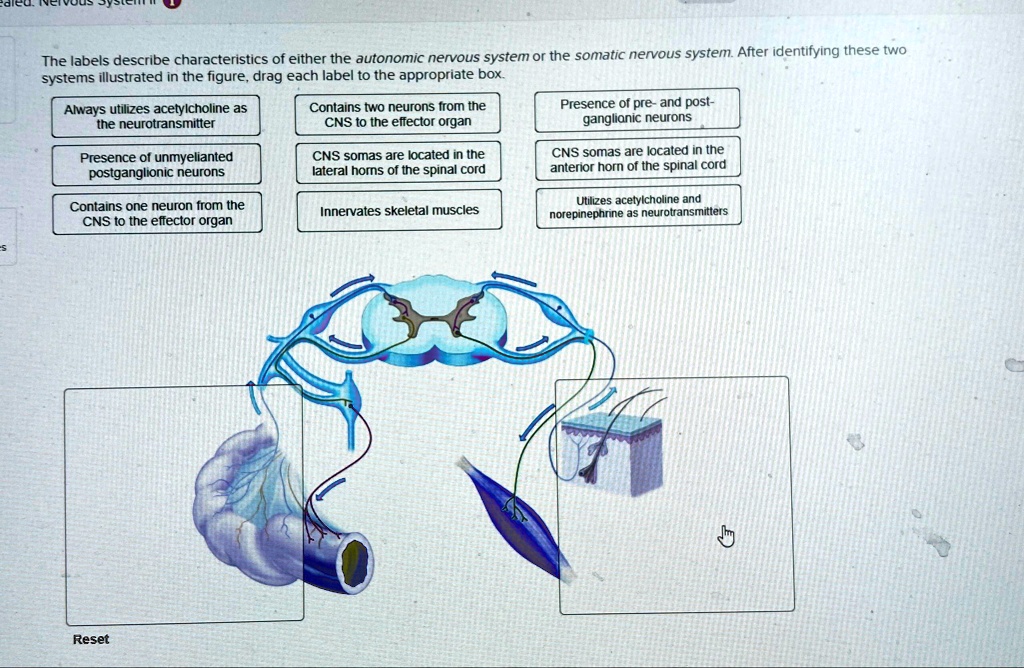 The labels describe characteristics of either the autonomic nervous ...
