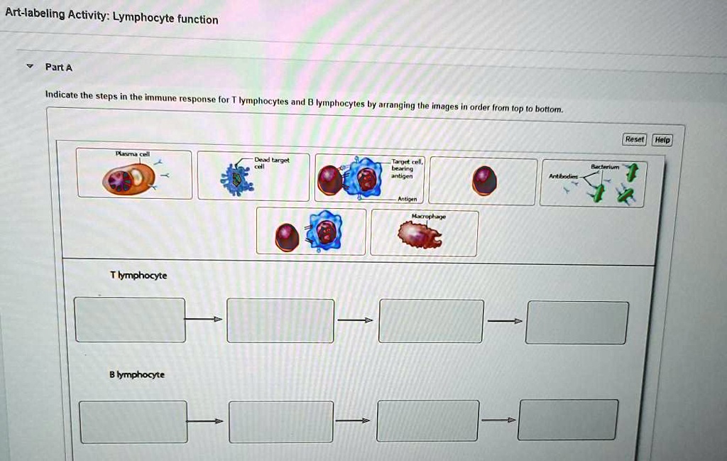 art labeling activity lymphocyte function part a indicate the steps in ...
