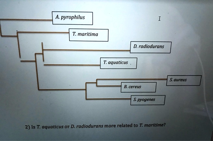 SOLVED: pyrophilus T: maritima D: radiodurans T aquaticus aureus B ...