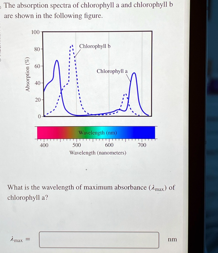 SOLVED: The absorption spectra of chlorophyll a and chlorophyll b are ...