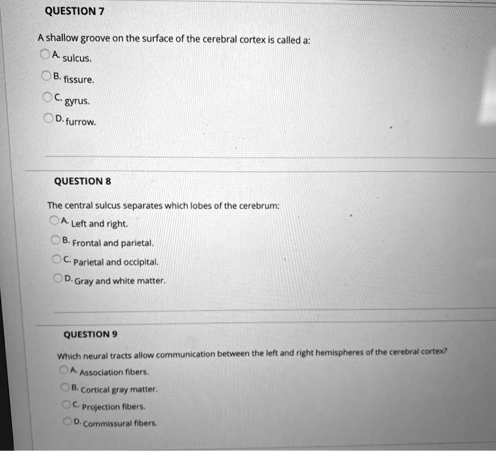 SOLVED: QUESTION 7 A shallow groove on the surface of the cerebral ...