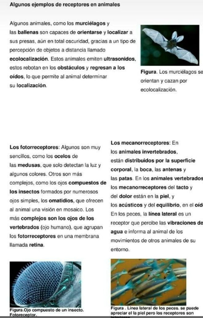 aescribe la clasificacion de los receptores de los animales de acuerdo ...