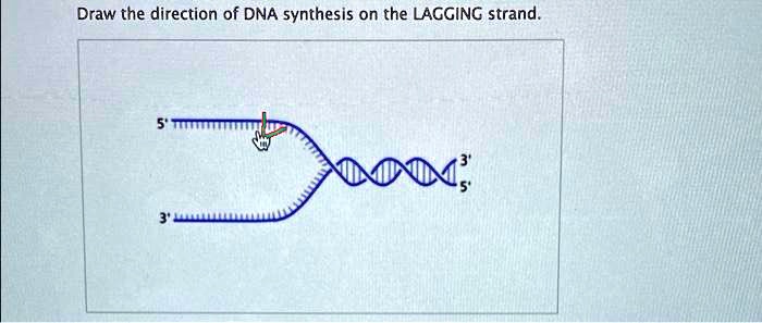 Draw the direction of DNA synthesis on the LAGGING strand