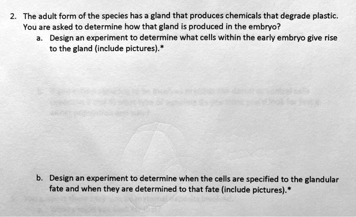 SOLVED:The adult form of the species has a gland that produces ...