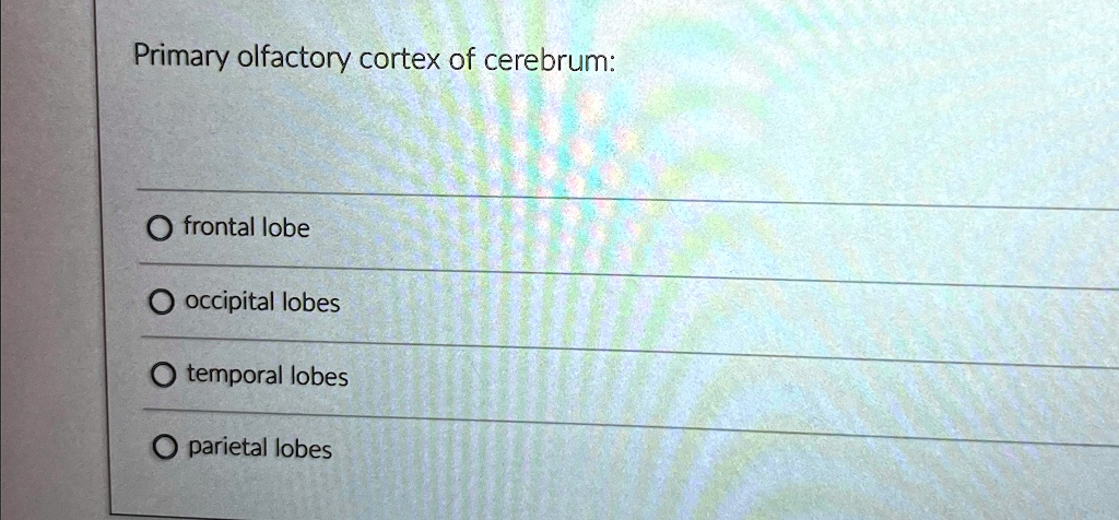 primary olfactory cortex of cerebrum frontal lobe occipital lobes ...