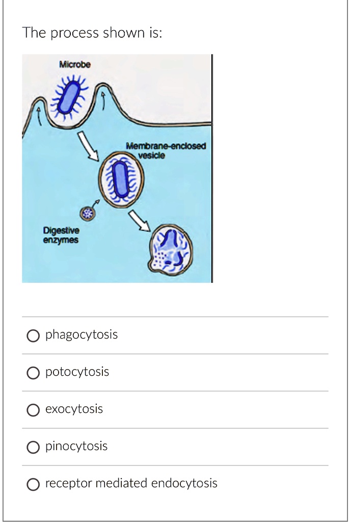 The process shown is: Microbe Digestive enzymes Membrane-enclosed ...