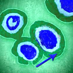 SOLVED: 'What is the function of the structure identified by the red arrow? (4 points) The image ...