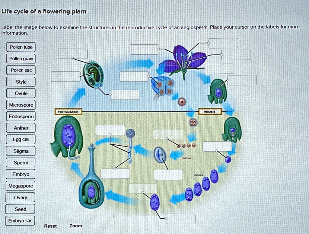 life cycle of a flowering plant label the image below to examine the ...