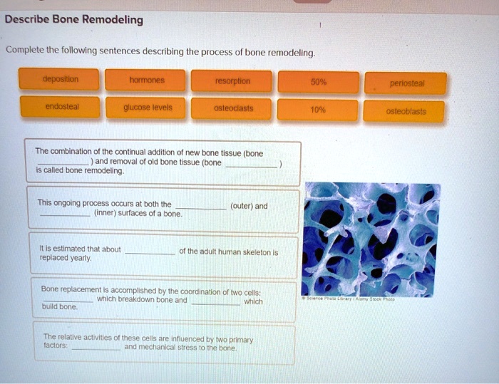SOLVED: Describe Bone Remodeling Complete the following sentences ...