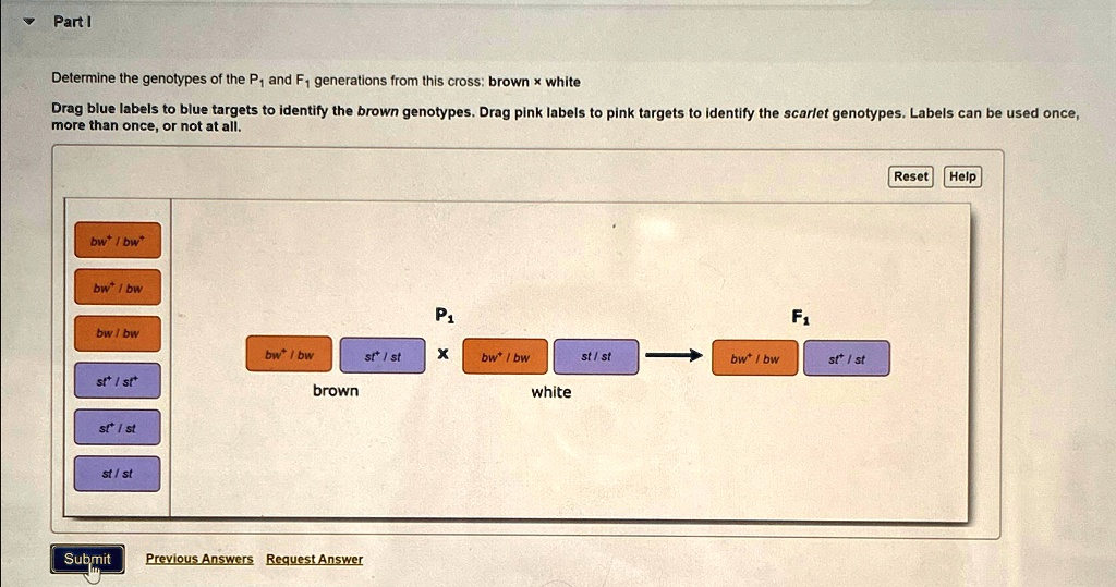 part i determine the genotypes of the p1 and f1 generations from this ...