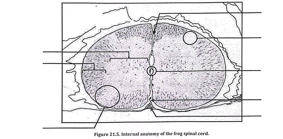 Figure 21.5. Internal anatomy of the frog spinal cord.