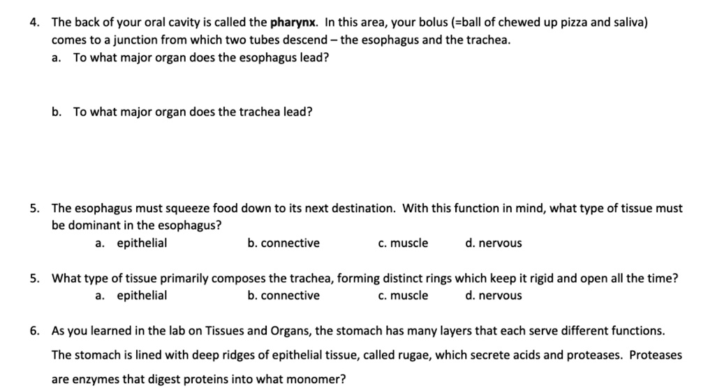 SOLVED: The back of your oral cavity is called the pharynx In this area ...