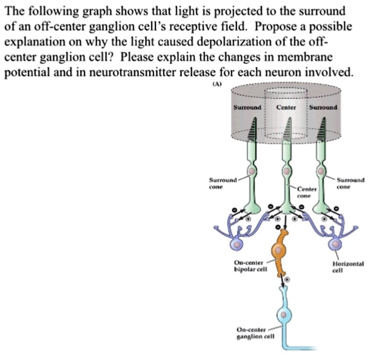 the following graph shows that light is projected to the surround of an ...